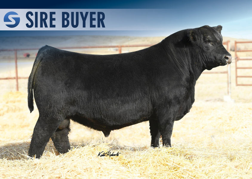 Sire Buyer Sires