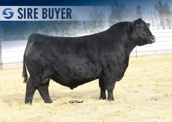 ELLINGSON BADLANDS 0285 | Sire Buyer Sires