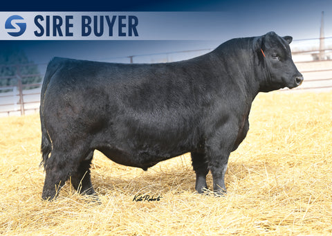 Angus Sires | Sire Buyer Sires