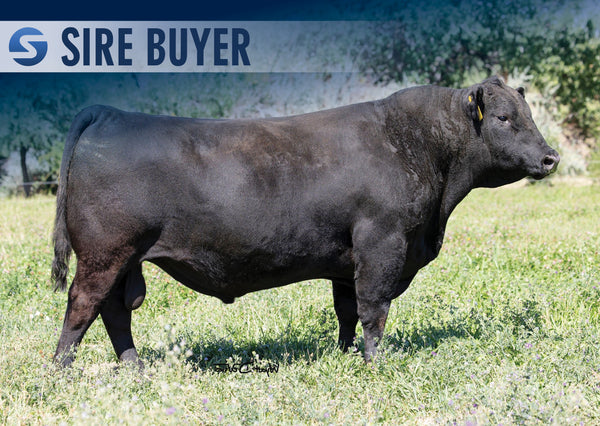 SITZ LOGO PLUS | Sire Buyer Sires
