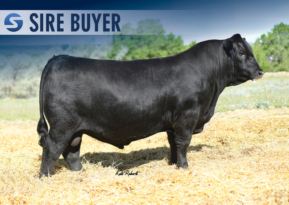 BROWN DOUBLE DECKER 0004 | Sire Buyer Sires