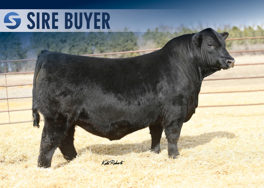 Sire Buyer Sires