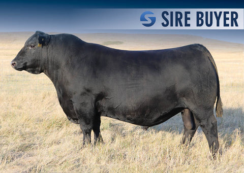 Angus Sires | Sire Buyer Sires
