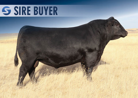 Angus Sires | Sire Buyer Sires