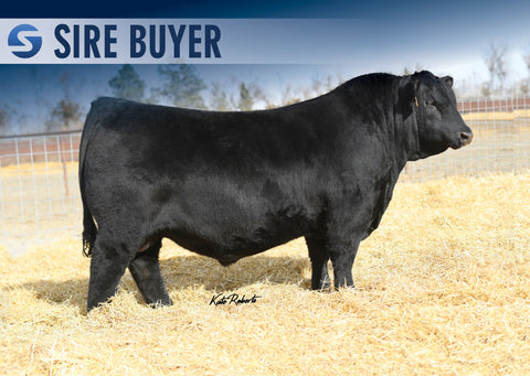 Angus Sires | Sire Buyer Sires